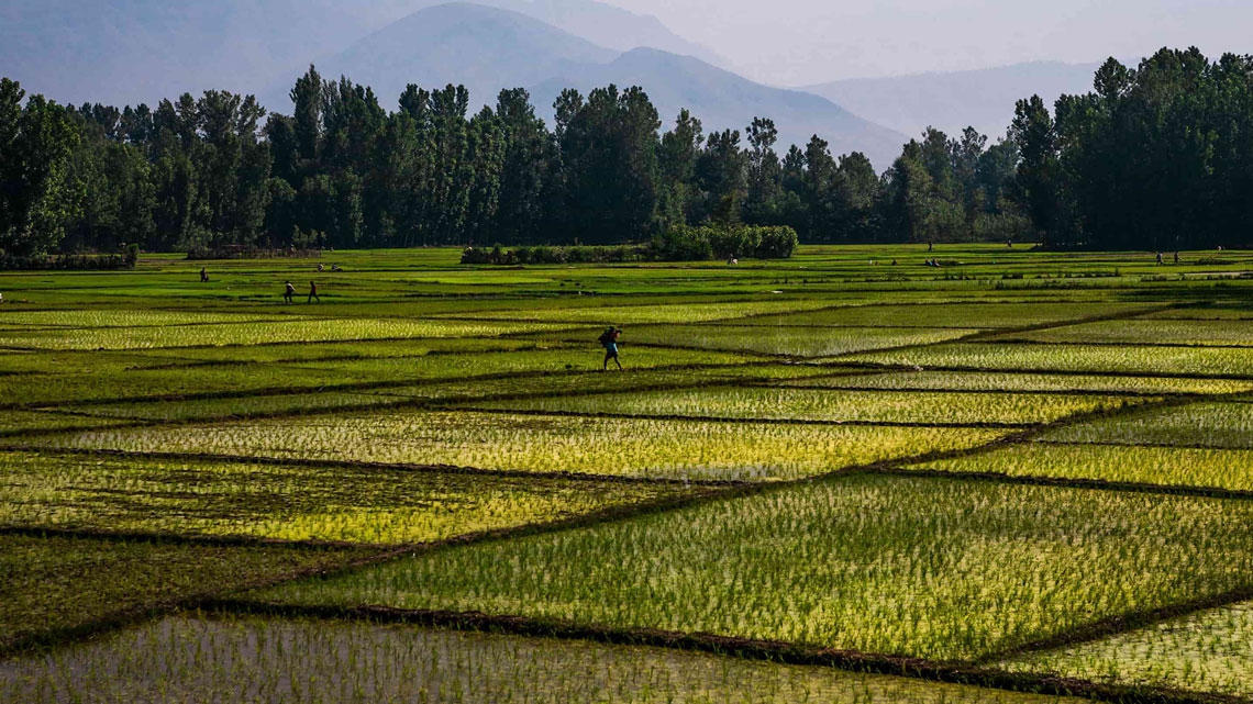 A 100% organic world is possible. The Indian state of Sikkim shows us ...