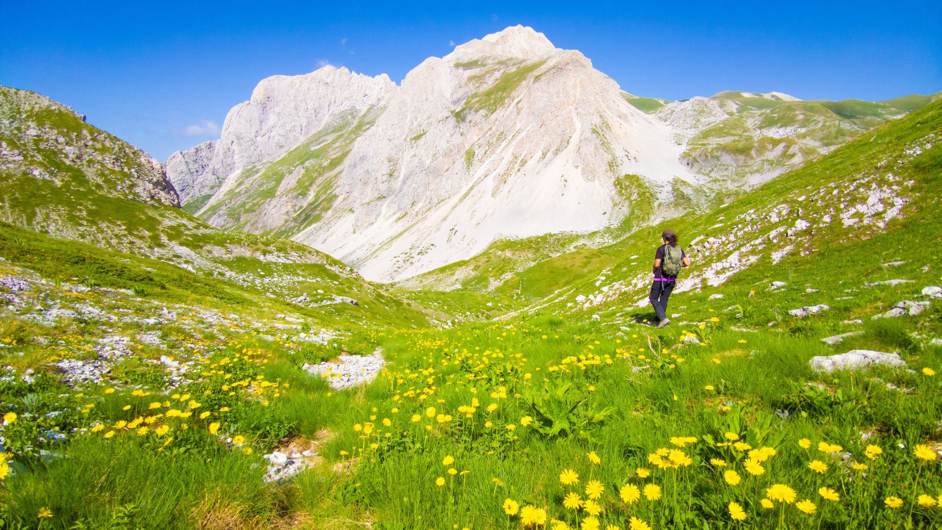 Rewilding Apennines. È ora che la natura riprenda i suoi spazi anche ...