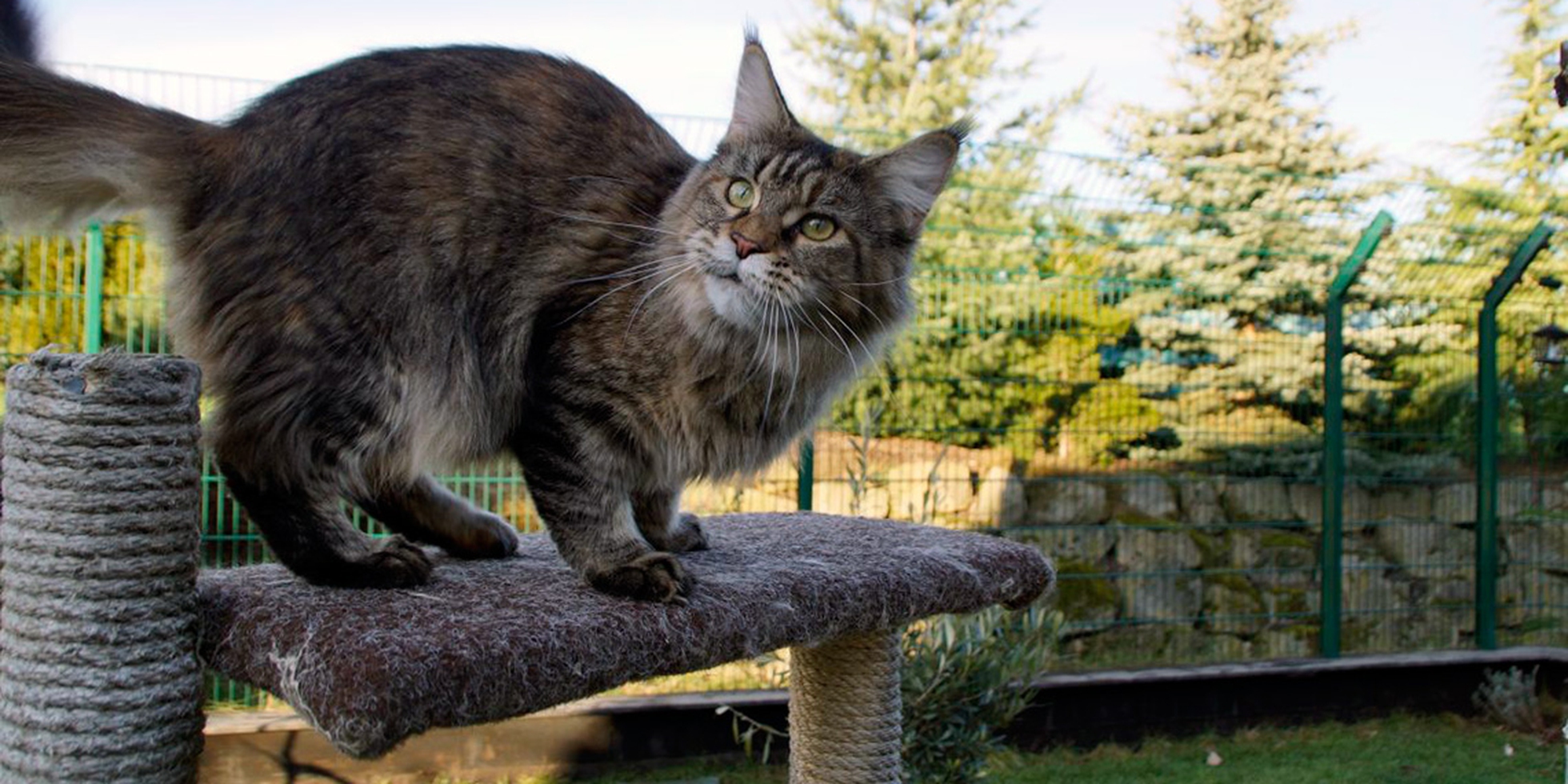 Maine coon, il gatto americano che somiglia a una lince - LifeGate
