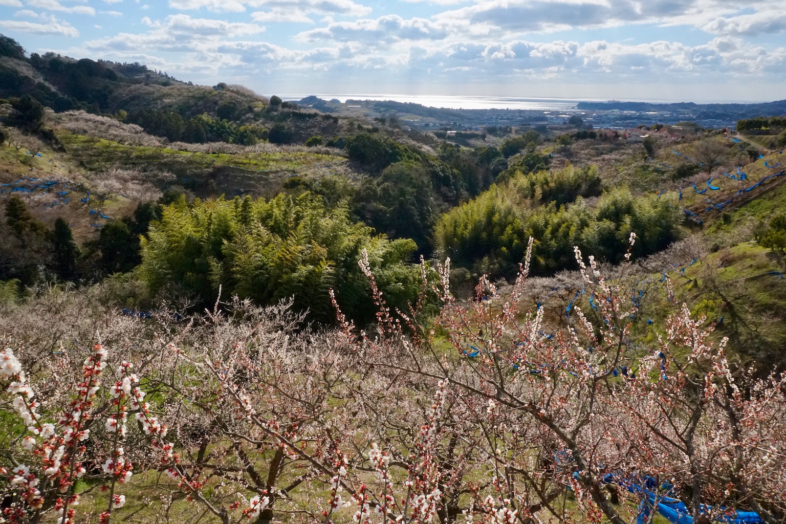 Ume, Japan's favourite pickle, is the fruit of 400 years of sustainable farming - LifeGate