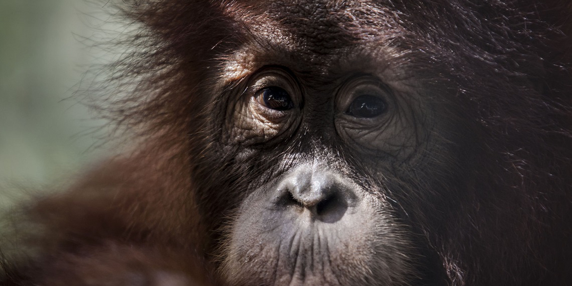 Il video della resistenza dell’orango contro il bulldozer che distrugge ...