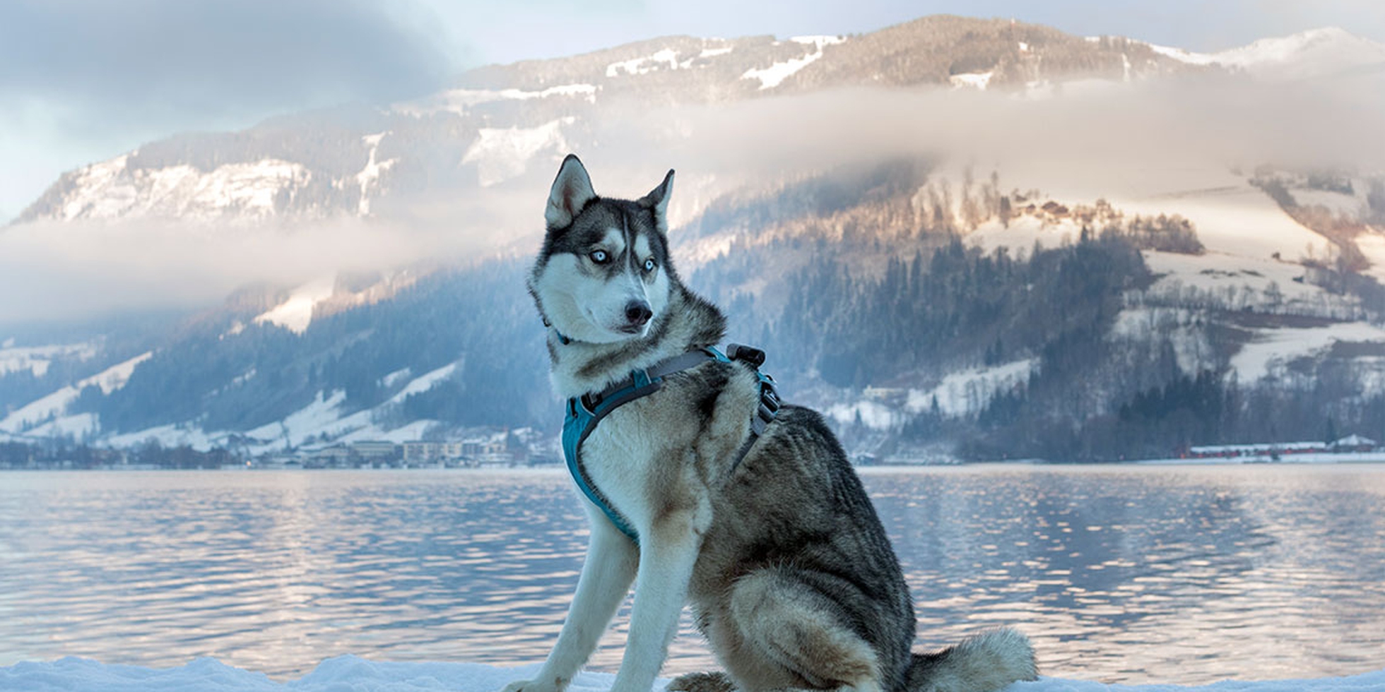 Siberian husky, il cane da slitta che ama gli esseri umani - LifeGate