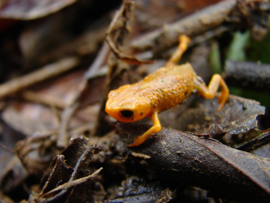 Honey, I shrunk the frogs. 7 new miniscule species discovered in Brazil ...