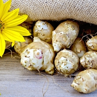 Topinambur: cosa sono, benefici, gusto e come si usano in cucina - LifeGate