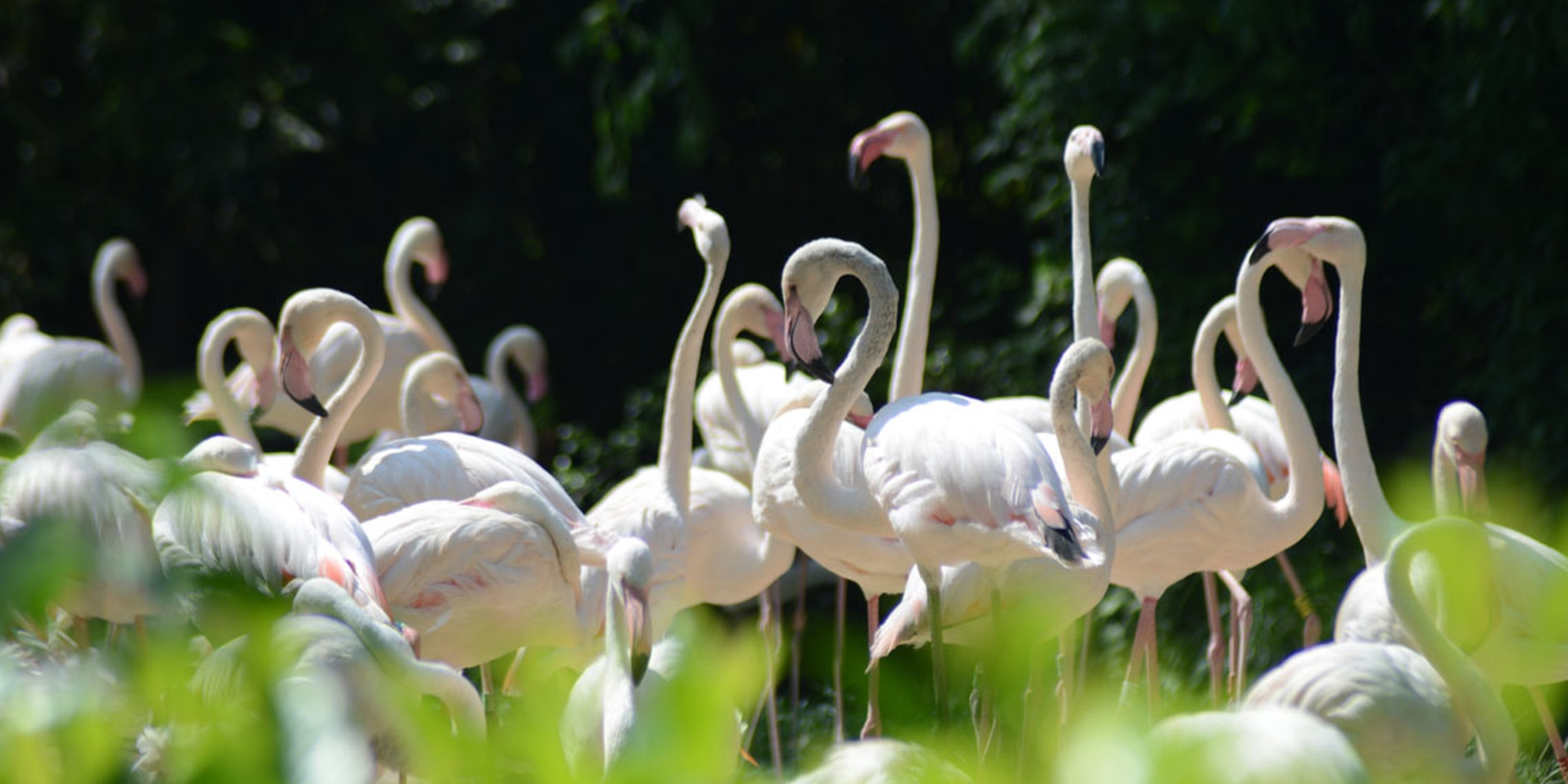 The amazing video of flamingos hatching - LifeGate
