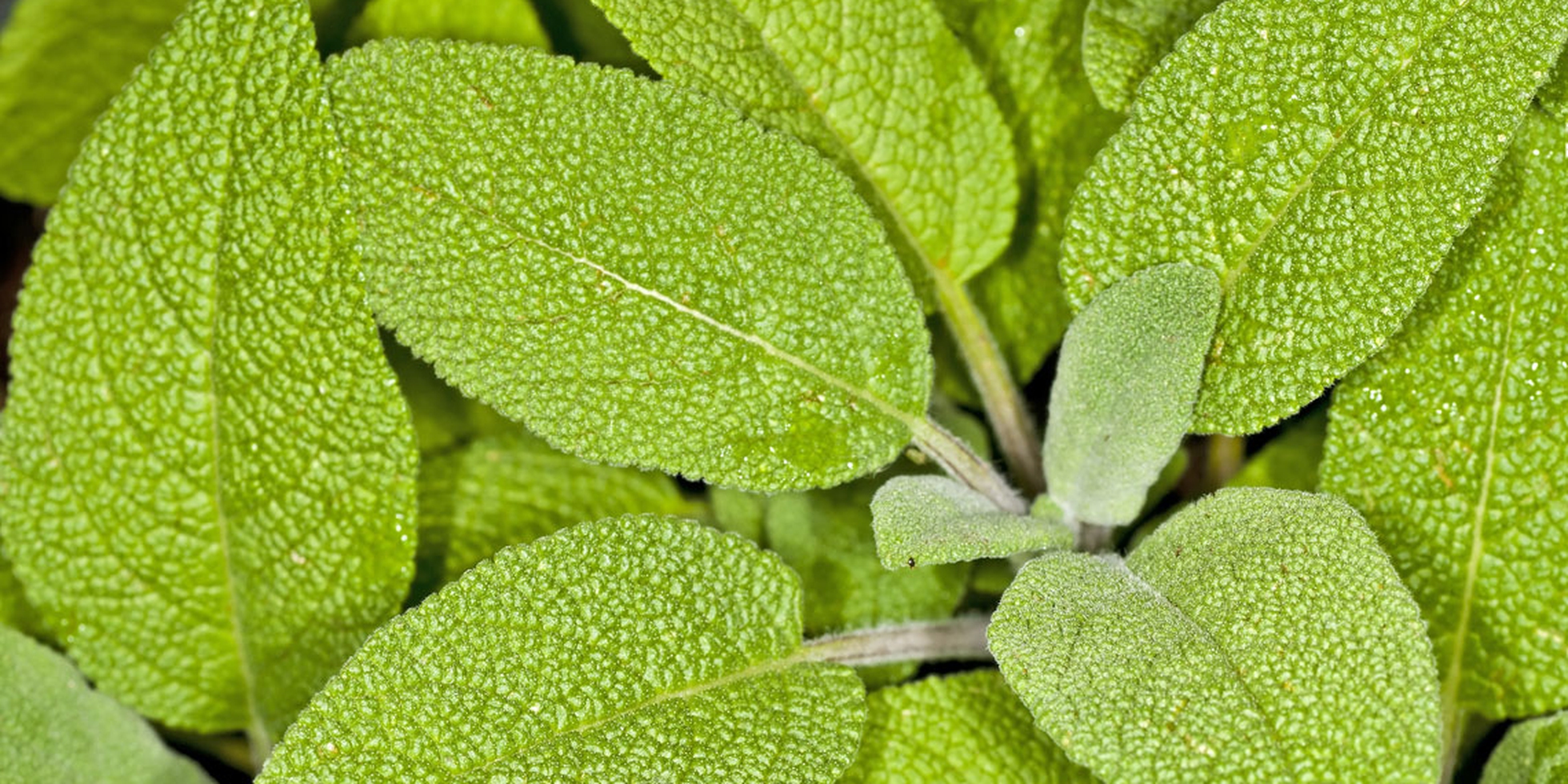 Salvia Officinalis: proprietà curative, benefici e coltivazione