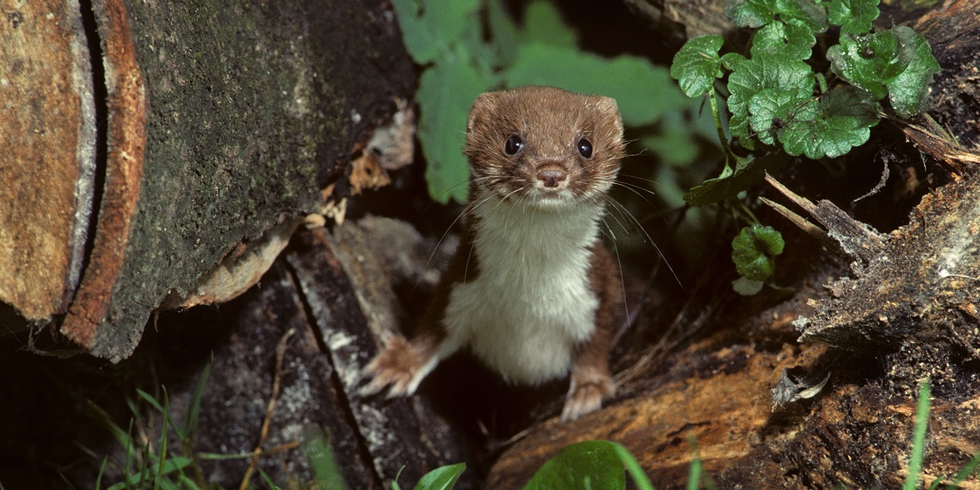 La donnola, Mustela nivalis: cosa c'è da sapere su questo animale ...