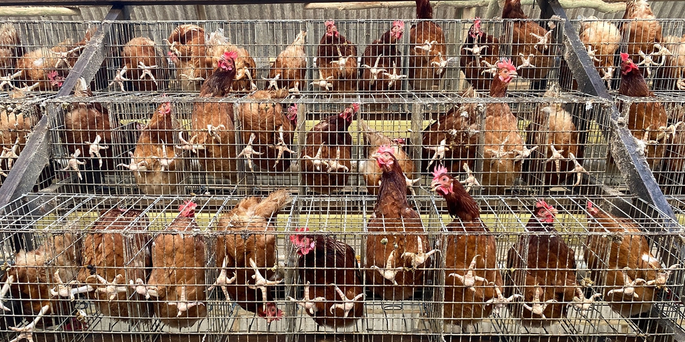 Come i grandi fast-food condannano i polli allo sfruttamento - LifeGate