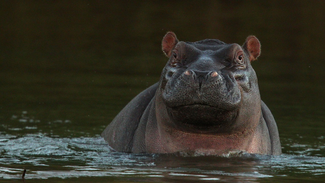 Gustavito the hippo has been beaten to death at El Salvador zoo - LifeGate