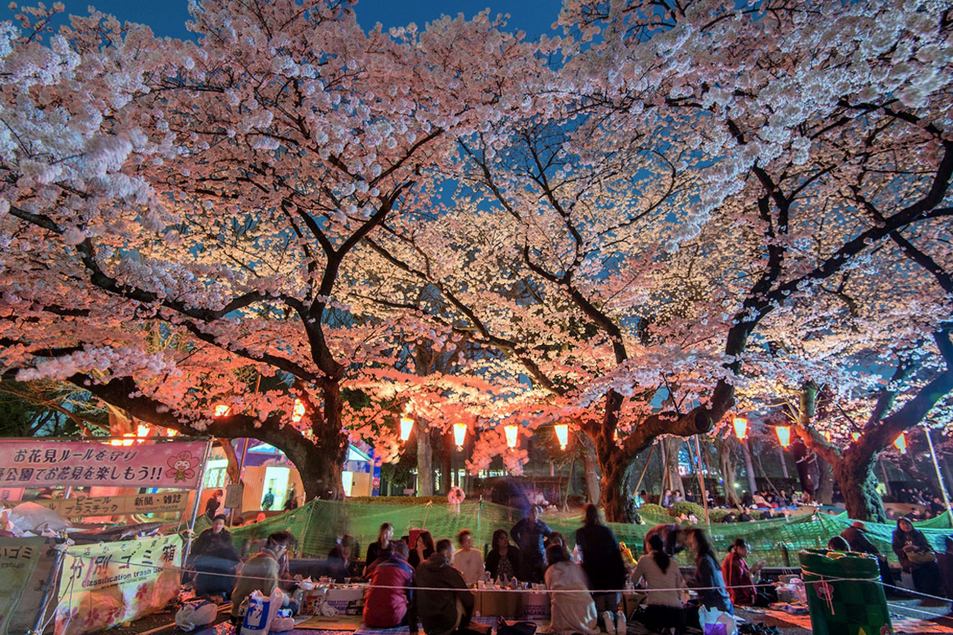 È l’ora dell’hanami, la contemplazione dei ciliegi in fiore in Giappone ...