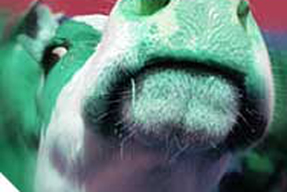 Mucca pazza: tutti a fare il test - LifeGate