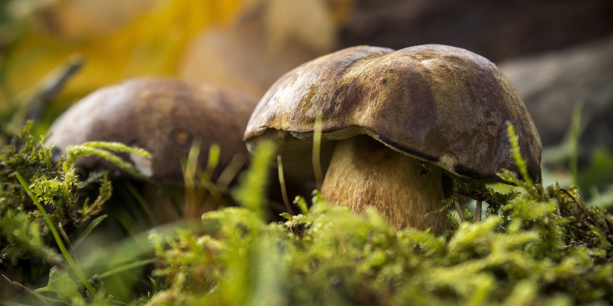 Funghi, esseri misteriosi del bosco: proprietà, tipi e idee in cucina ...