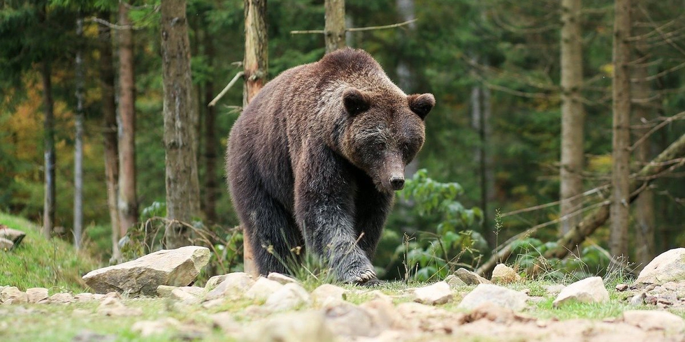 L'orso M90 è stato abbattuto in Trentino - LifeGate