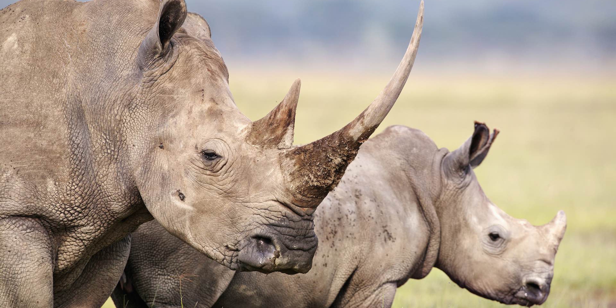 2.000 rinoceronti bianchi verranno reintrodotti in natura, in Sudafrica ...