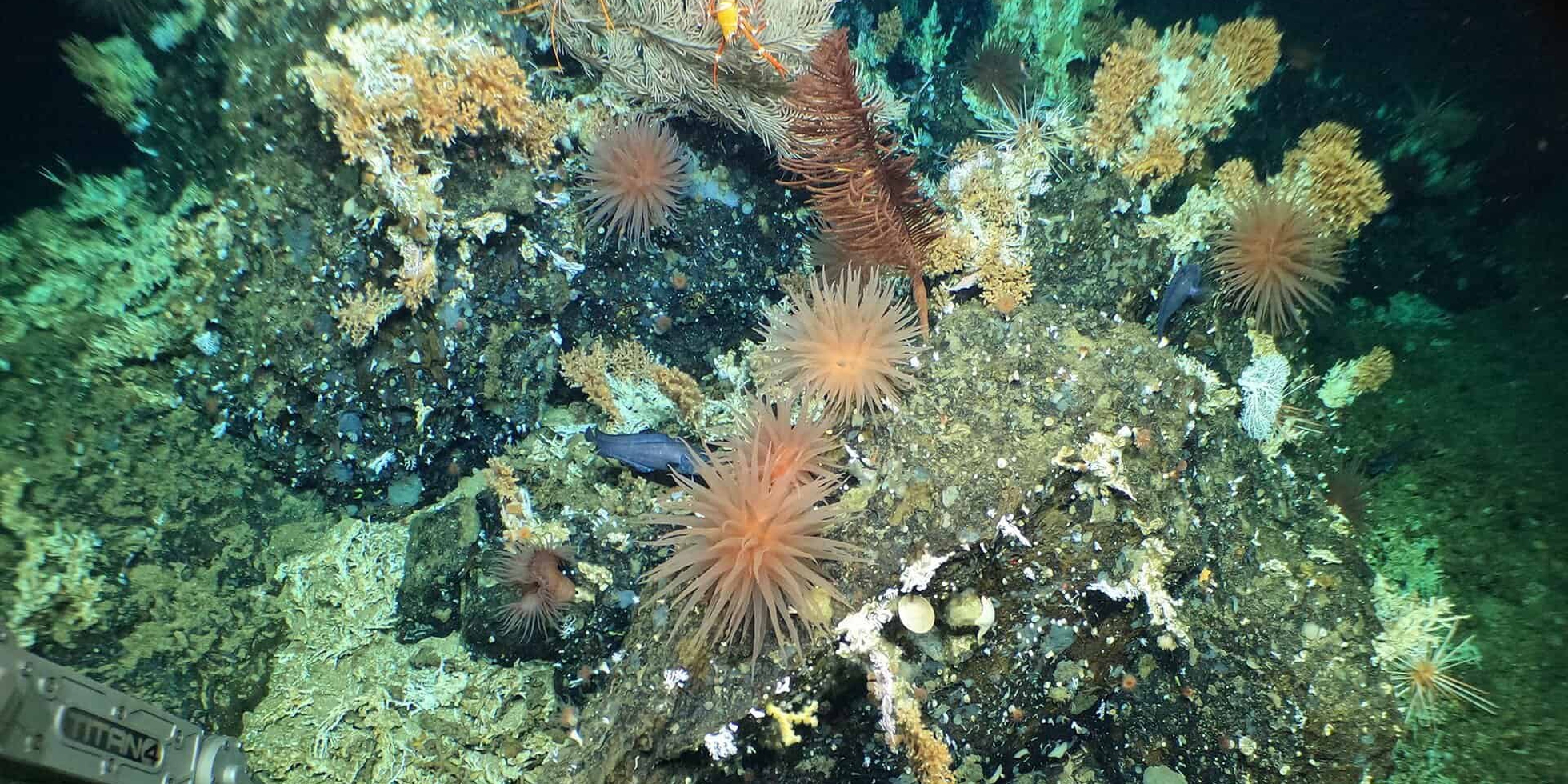 Scoperta una barriera corallina piena di vita alle Galápagos - LifeGate