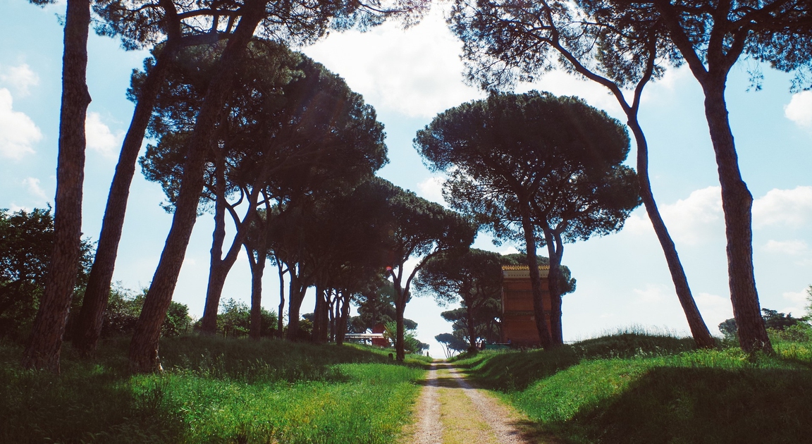 Un esercito di coccinelle per salvare gli storici pini di Roma - LifeGate