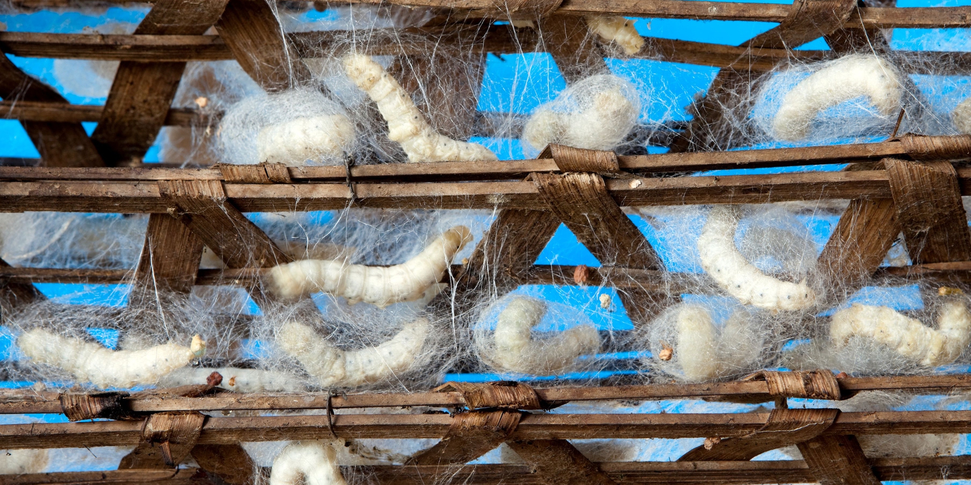 Seta continua, discontinua e selvaggia: qual è la differenza - LifeGate