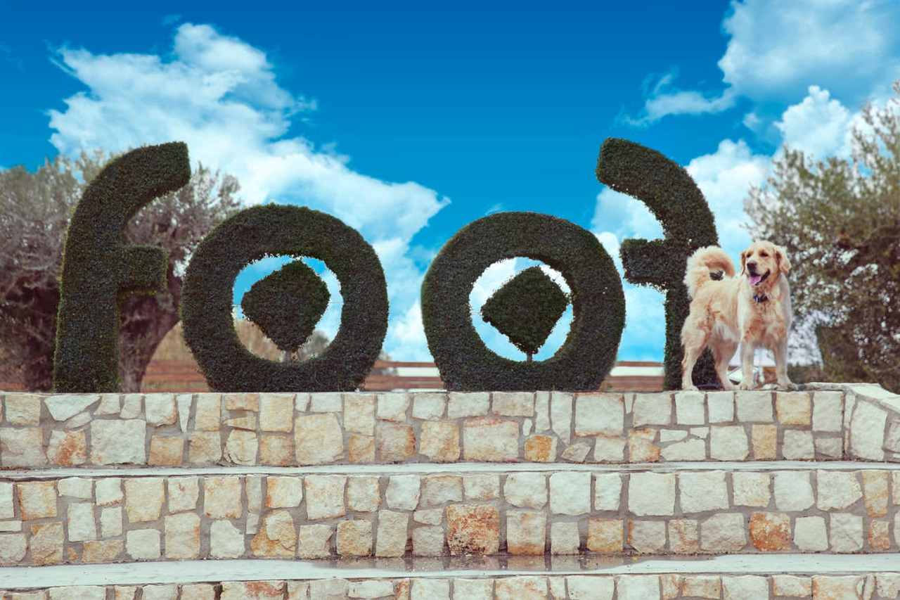 Foof: un parco, un museo, un rifugio per i cani e i loro padroni