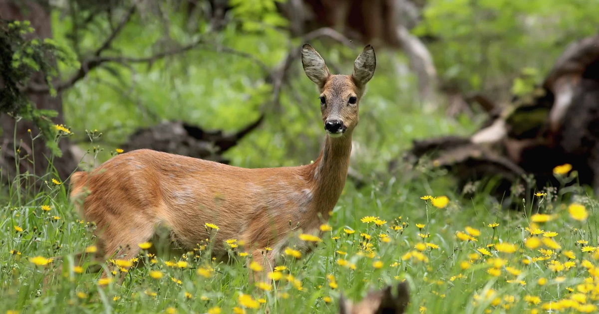 1.500 cuccioli di capriolo salvati in Alto Adige - LifeGate