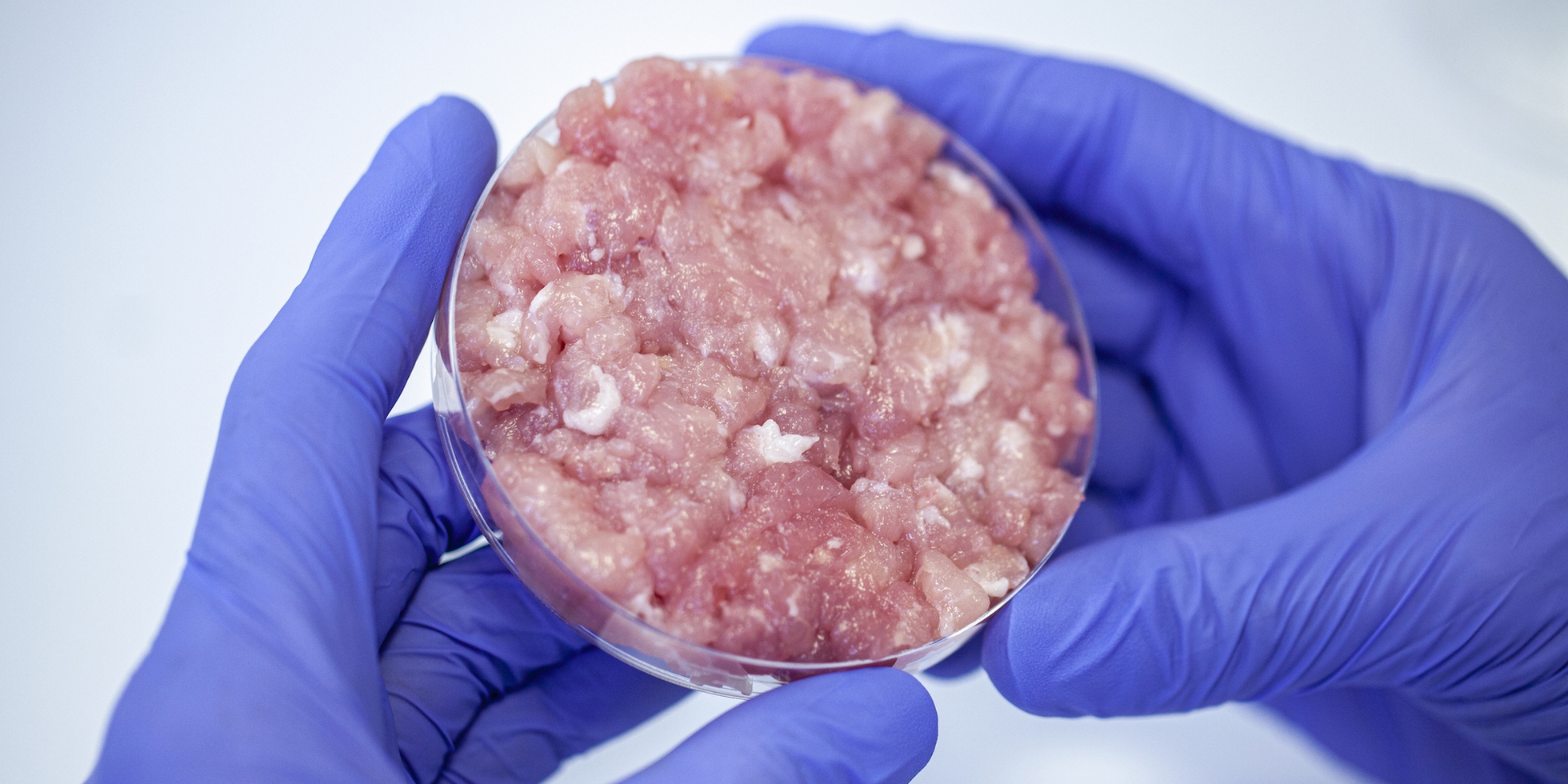 La carne coltivata può essere kosher e halal - LifeGate La carne coltivata può essere kosher e halal - LifeGate