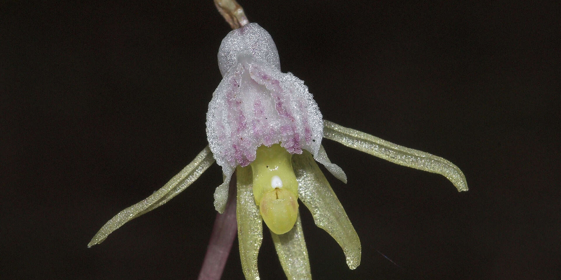 La rarissima orchidea fantasma ricompare nel Regno Unito: non se ne ...