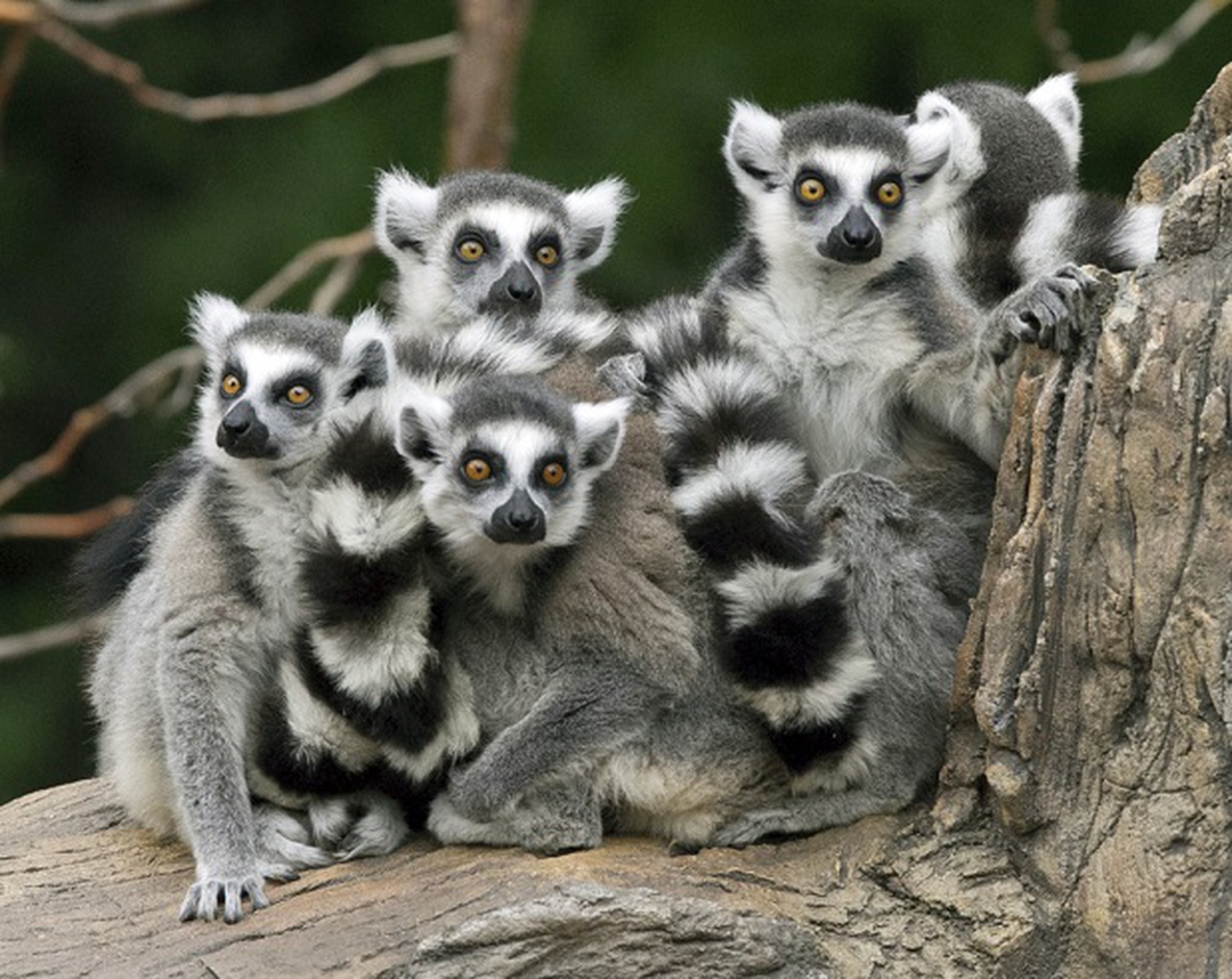 Oltre il 90% dei lemuri rischia l’estinzione - LifeGate