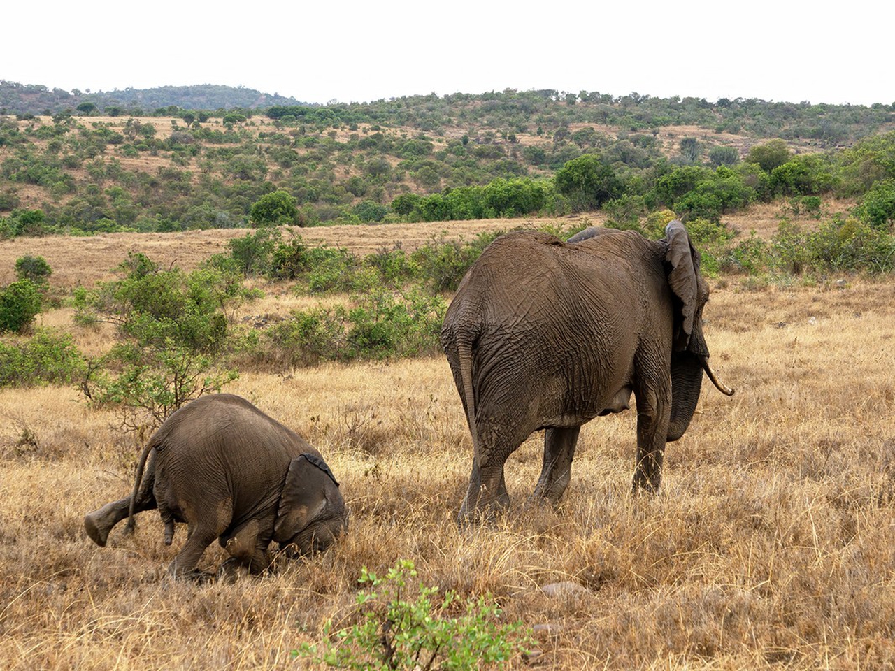 I finalisti del Comedy wildlife photography awards 2020 - LifeGate