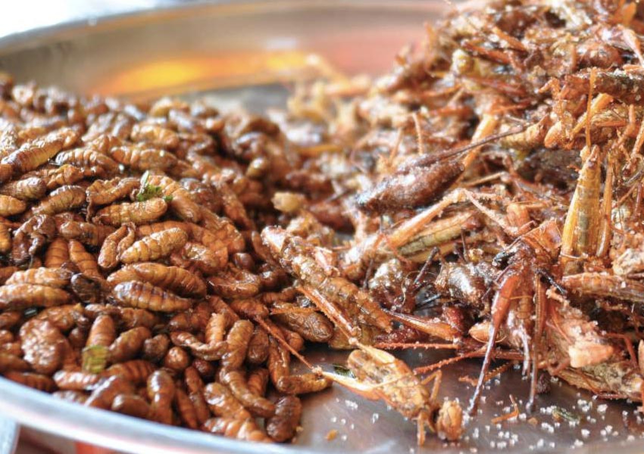 Quali sono gli insetti commestibili e chi li mangia - LifeGate