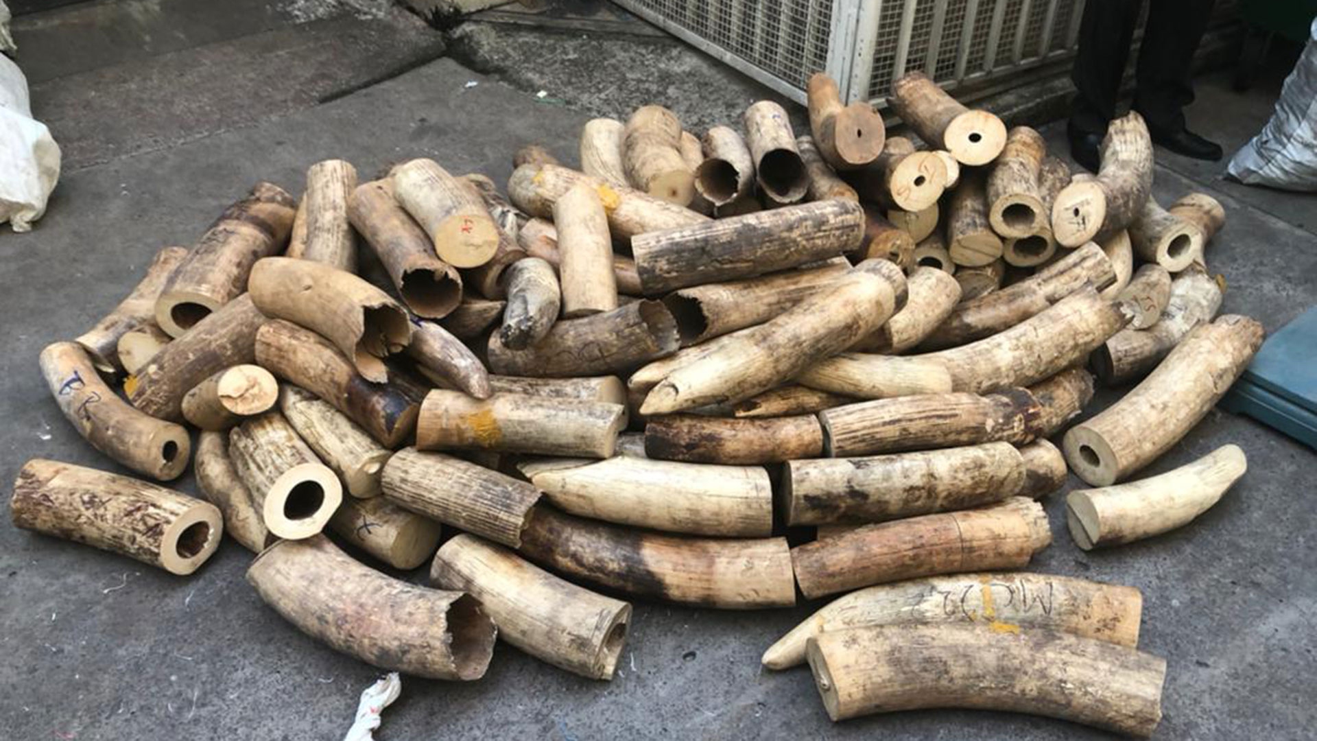 Il Vietnam sequestra sette tonnellate di avorio giunte illegalmente ...