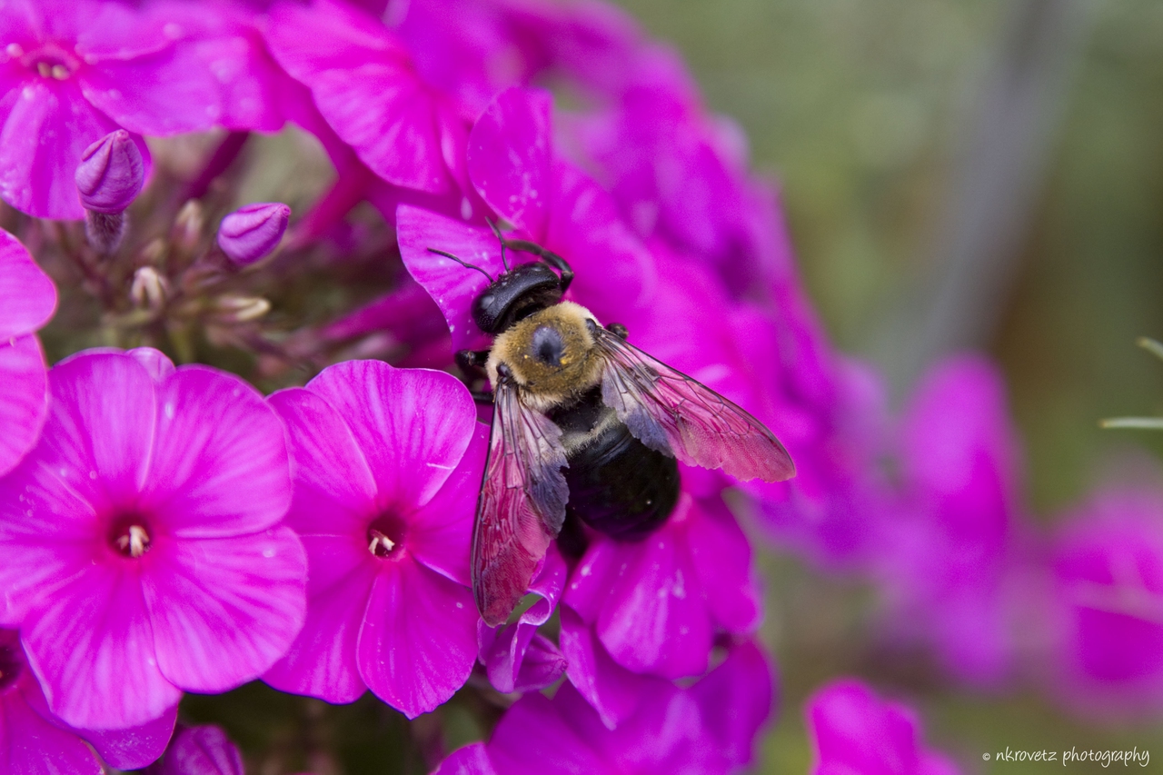 10 piante da coltivare per attirare le api (e nutrirle) - LifeGate