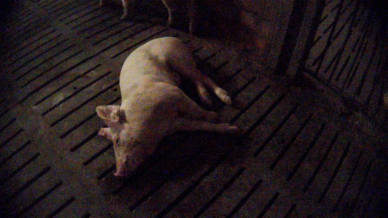 Lidl può fermare il maltrattamento dei maiali - LifeGate