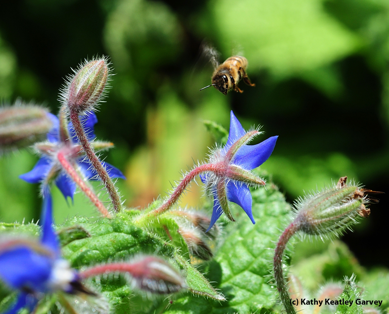 10 piante da coltivare per attirare le api (e nutrirle) - LifeGate