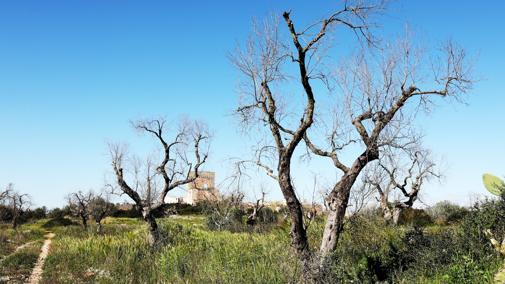Francia, la Xylella individuata per la prima volta in Occitania - LifeGate