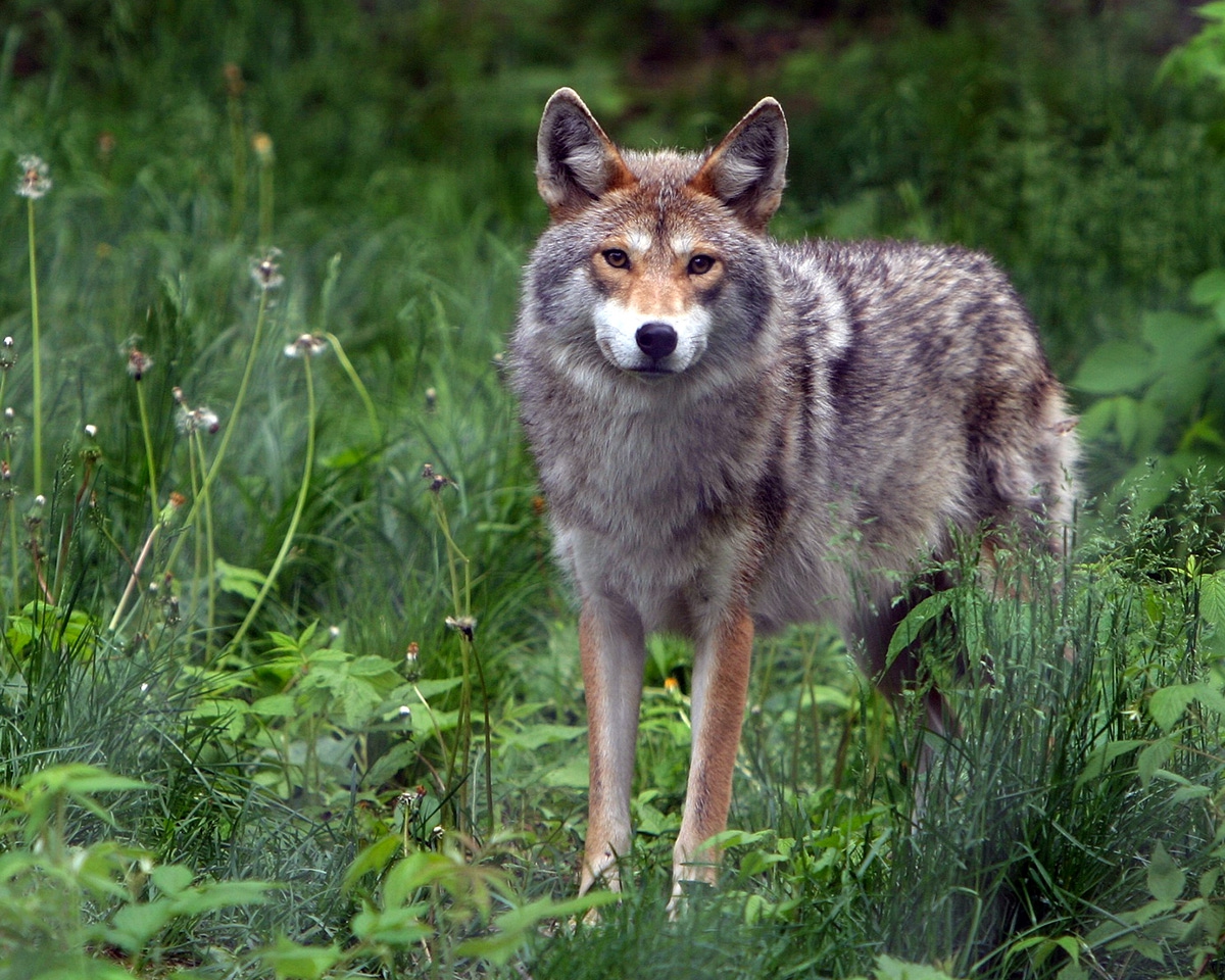 Lupi in Italia - LifeGate