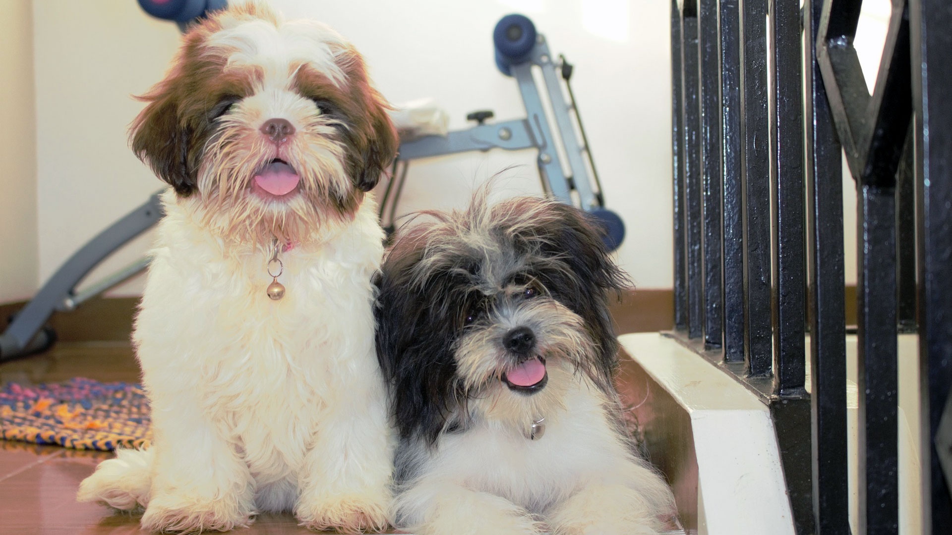 Shitzu, il piccolo guardiano dalla salute di ferro - LifeGate