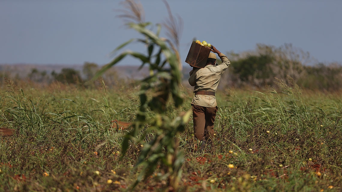 How organic agriculture in Cuba saved its population from hunger - LifeGate