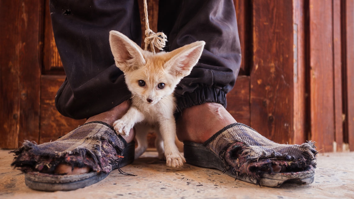 Photographers Against Wildlife Crime. The most powerful images ...