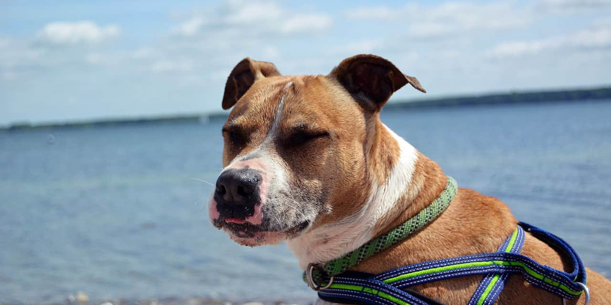 Conosciamo meglio l'amstaff per una convivenza serena - LifeGate