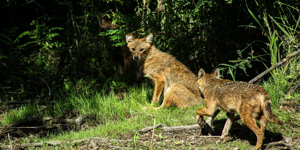 Lo sciacallo dorato, il canide dagli occhi gialli, è arrivato in Italia - LifeGate