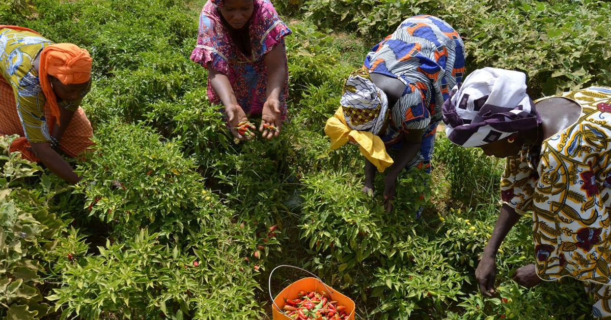 Senegal, dove la resilienza ferma l'avanzata del deserto e crea nuove ...