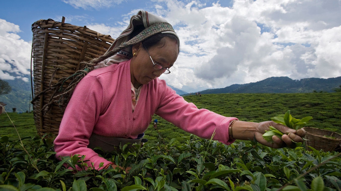 Sikkim, the Indian state becomes the first to farm 100% organic