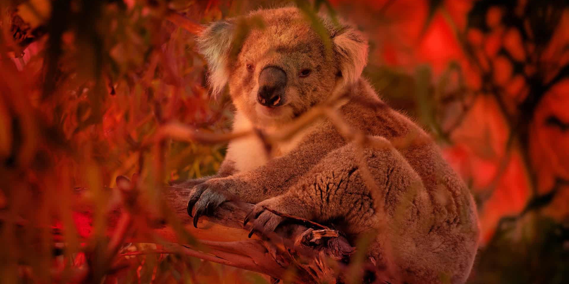 Cosa c’entrano i koala con il Big Mac - LifeGate