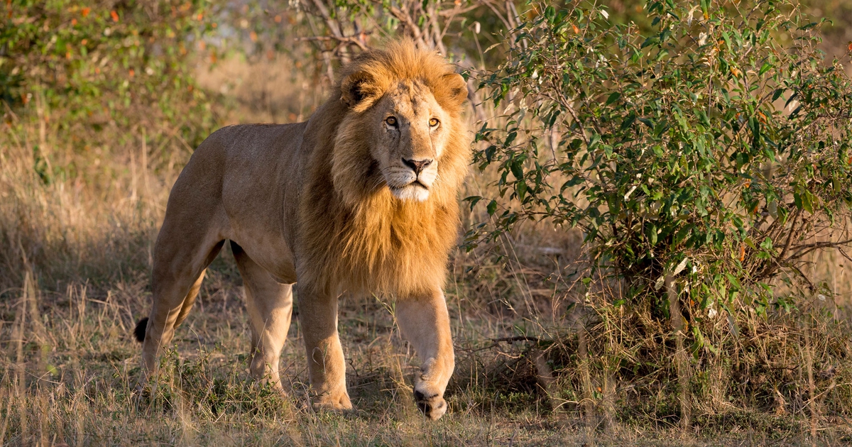 Kenya, uccisi dieci leoni in una settimana. Compreso Loonkito, uno dei ...