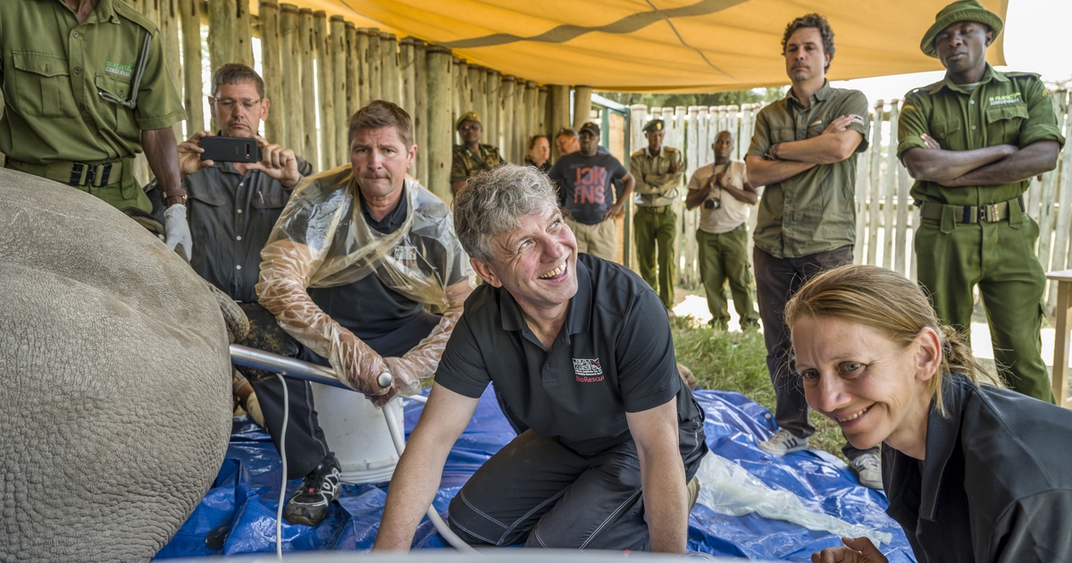 Two new embryos created to save the northern white rhino from ...