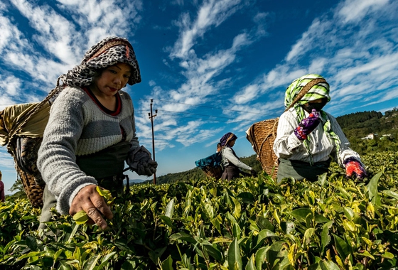 Sikkim, the Indian state becomes the first to farm 100% organic