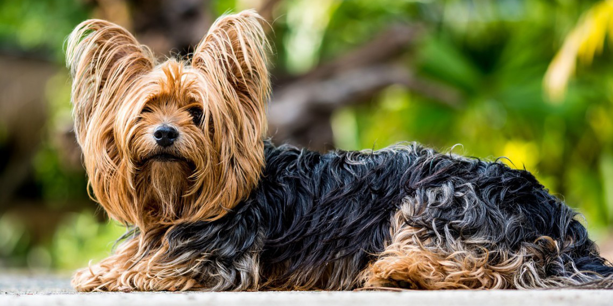 Yorkshire terrier, noto per la caccia al topo ora è un cane da ...