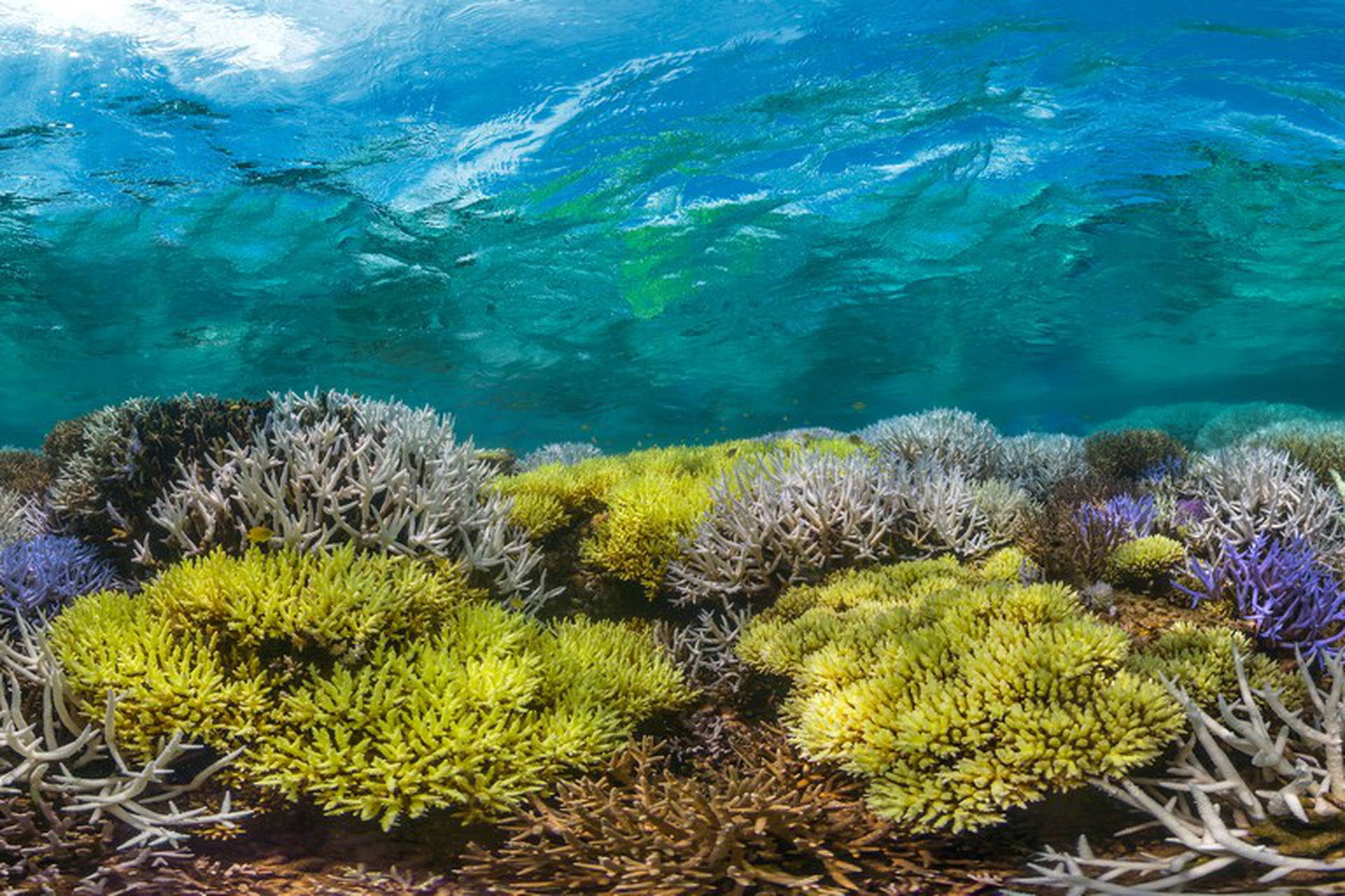 Chasing Coral, the documentary on coral reefs that makes us all feel ...