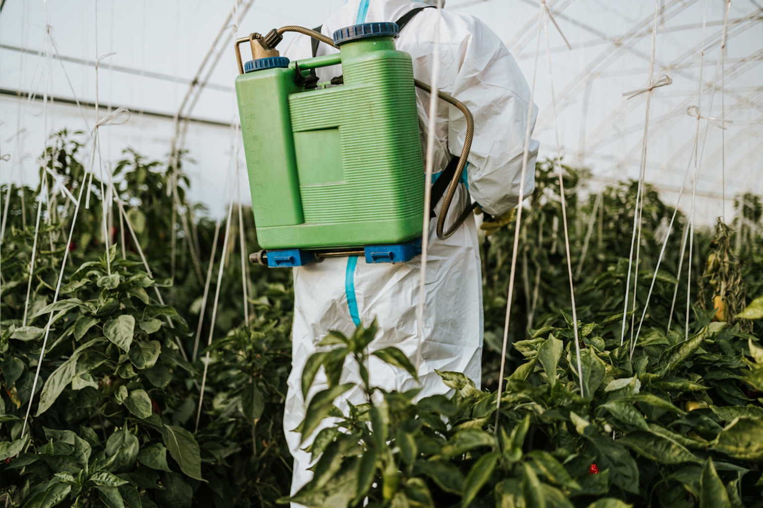 Pesticidi nel piatto: in aumento la percentuale di cibo contaminato ...