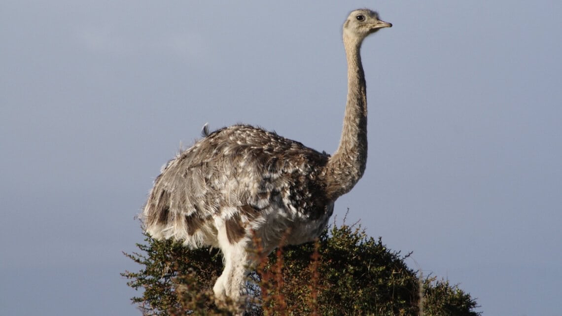 Animali con la N: impatti ambientali e progetti di conservazione - LifeGate