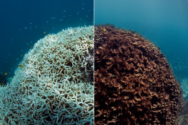 Chasing coral, il documentario sui coralli che ci fa sentire coinvolti ...